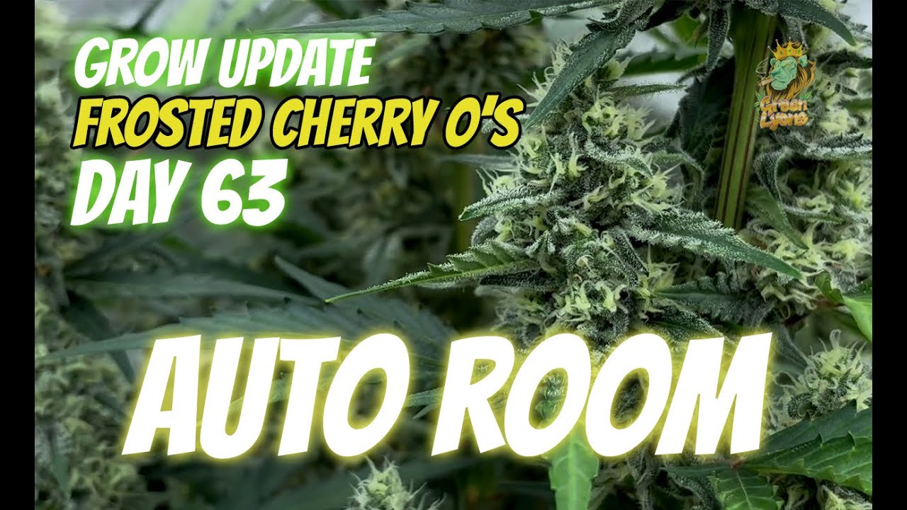 GROW WEED EASILY FROSTED CHERRY Os (AUTOFLOWERS)...AUTOPOTS AND BIGGER ...