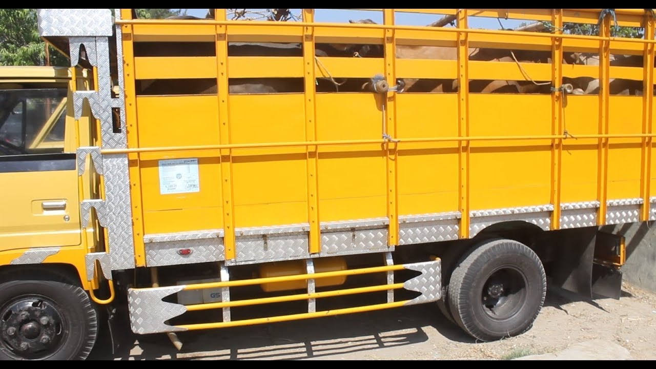 Kegiatan Sapi Naik Truk Untuk Pengemukan Ternak Sapi - YouTube