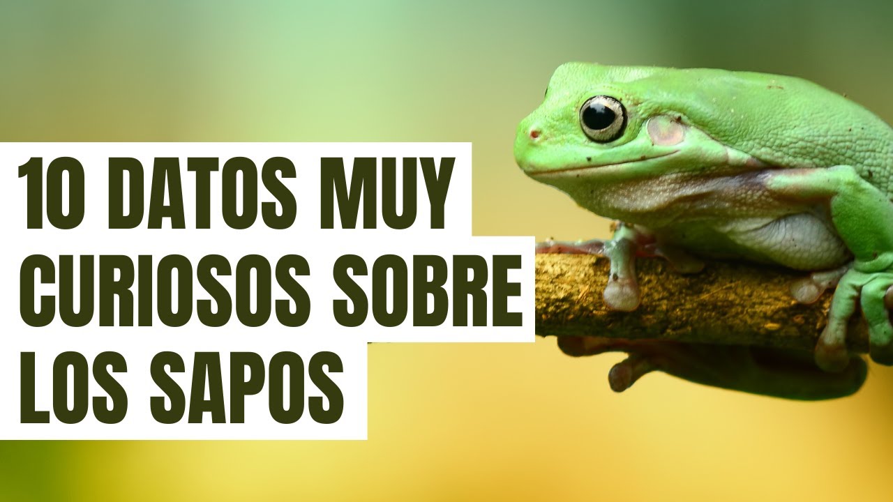 🐸 SAPOS: 10 datos muy curiosos 🐸 - YouTube