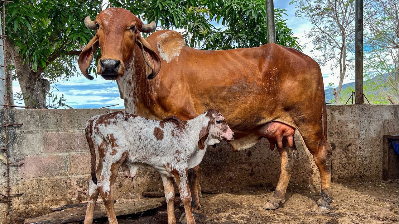 Así de bonito va el ternero gyr puro 😍se está poniendo muy lindo 😍😱 ...