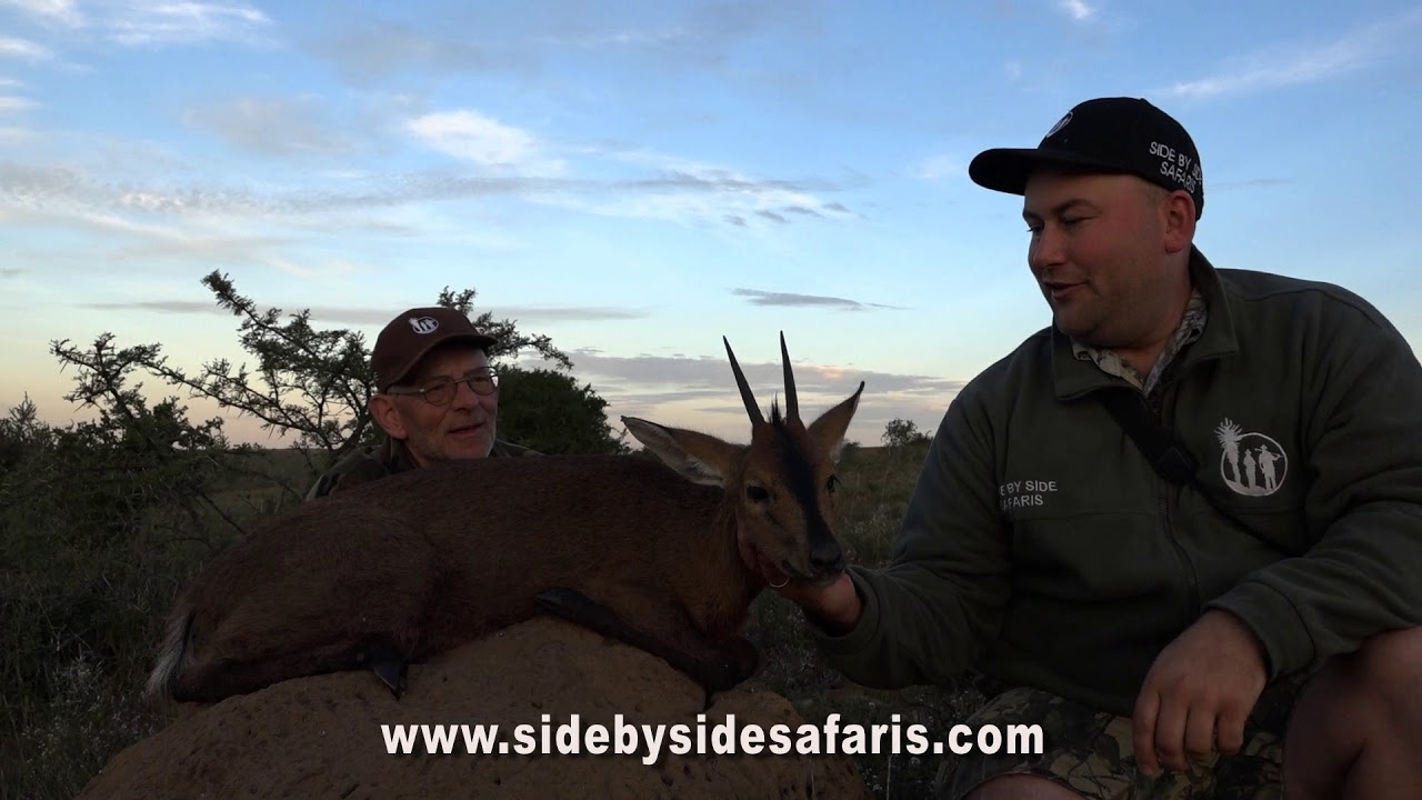 Duiker Hunting - Hunting in Africa - Hunting the Brown Bush Duiker ...
