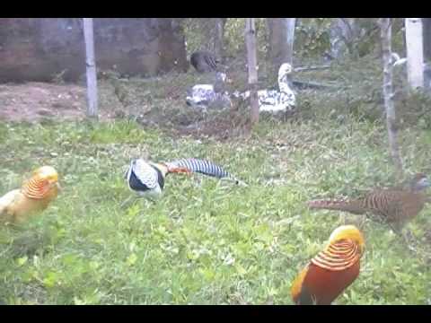 faisan Lady, gigi y dorado - YouTube