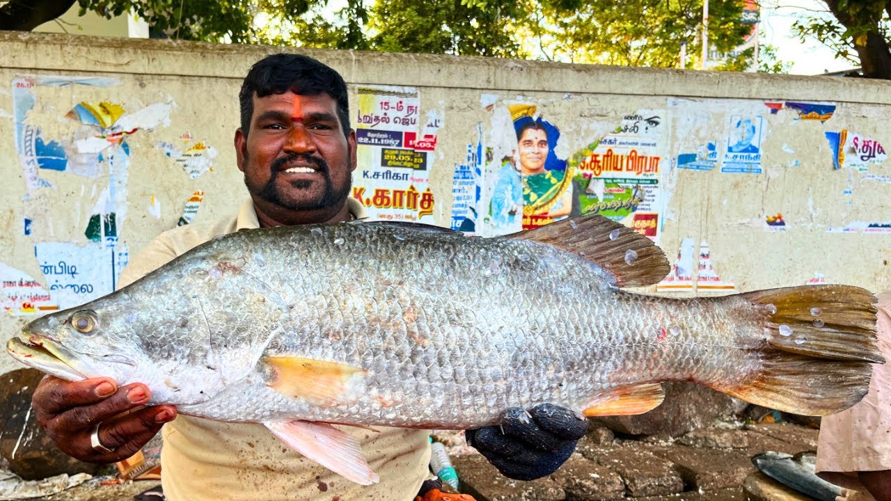 ORIGINAL KODUVA BARRAMUNDI FISH CUTTING BY GOVIND | HD VIDEO | IN ...