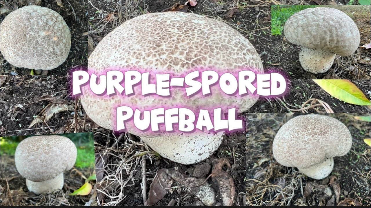 GIANT PURPLE-SPORED PUFFBALL(CALVATIA CYATHIFORMIS) # ...