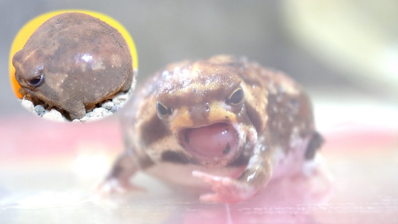 The Rain frog turned into a meatball🟤 - YouTube