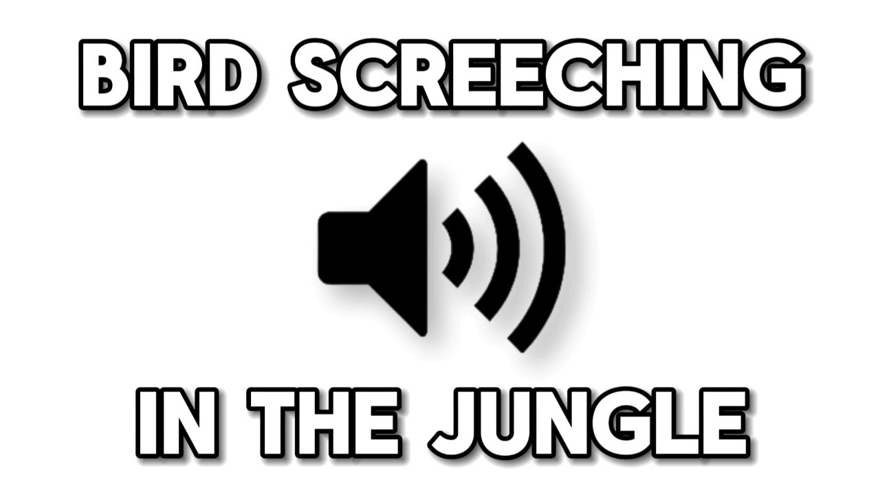BIRD SCREECHING IN THE JUNGLE 🔊 Sound Effects Online 🔊 FREE Nature ...