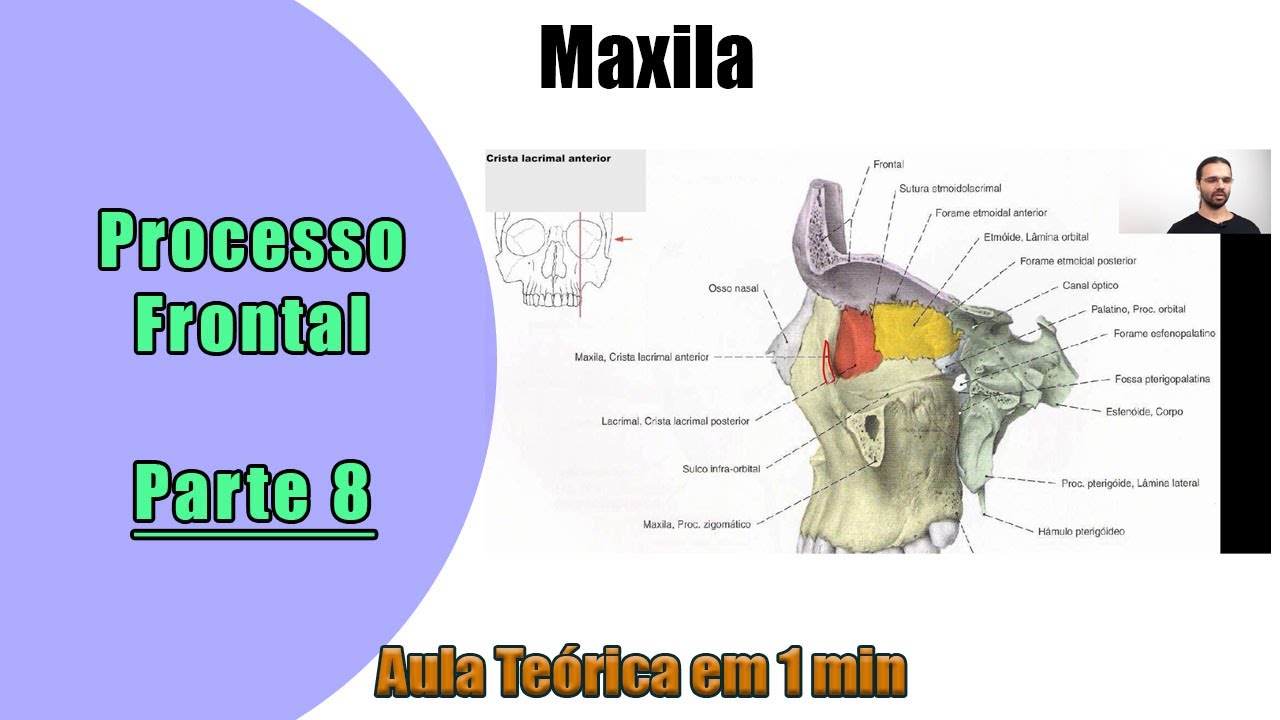 Maxila e o Processo Frontal - Aula 8 Teórica - Anatomia - Anatomia ...