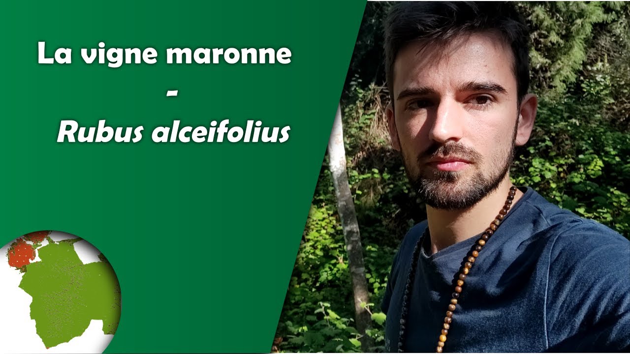 Vigne marronne - Rubus alceifolius - YouTube