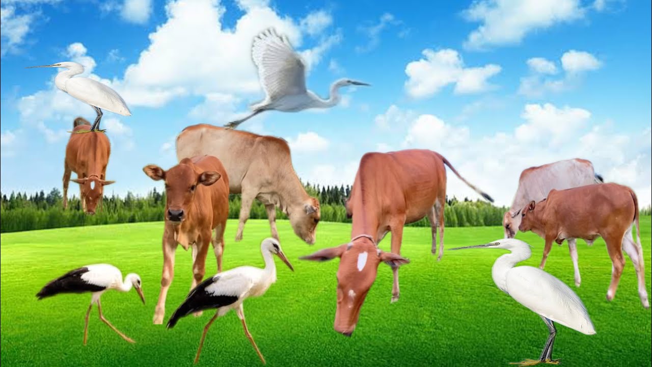 Cute and cute tame calf Play together in the grass-cow field happy ...