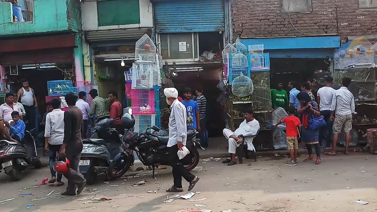 RED FORT ( lal Qila ) pet's market | Delhi | sahil pet shop - YouTube