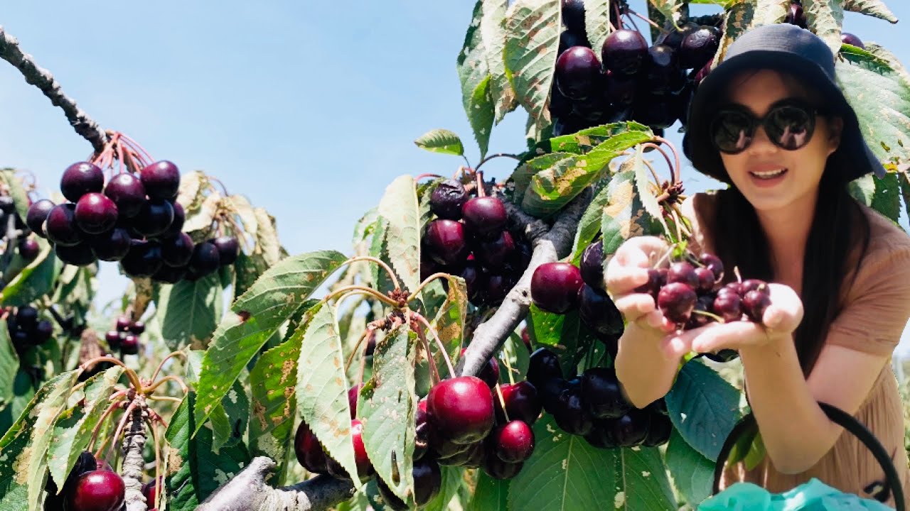 Cherry Farm in Tasmania | Picking Fresh Cherries - YouTube