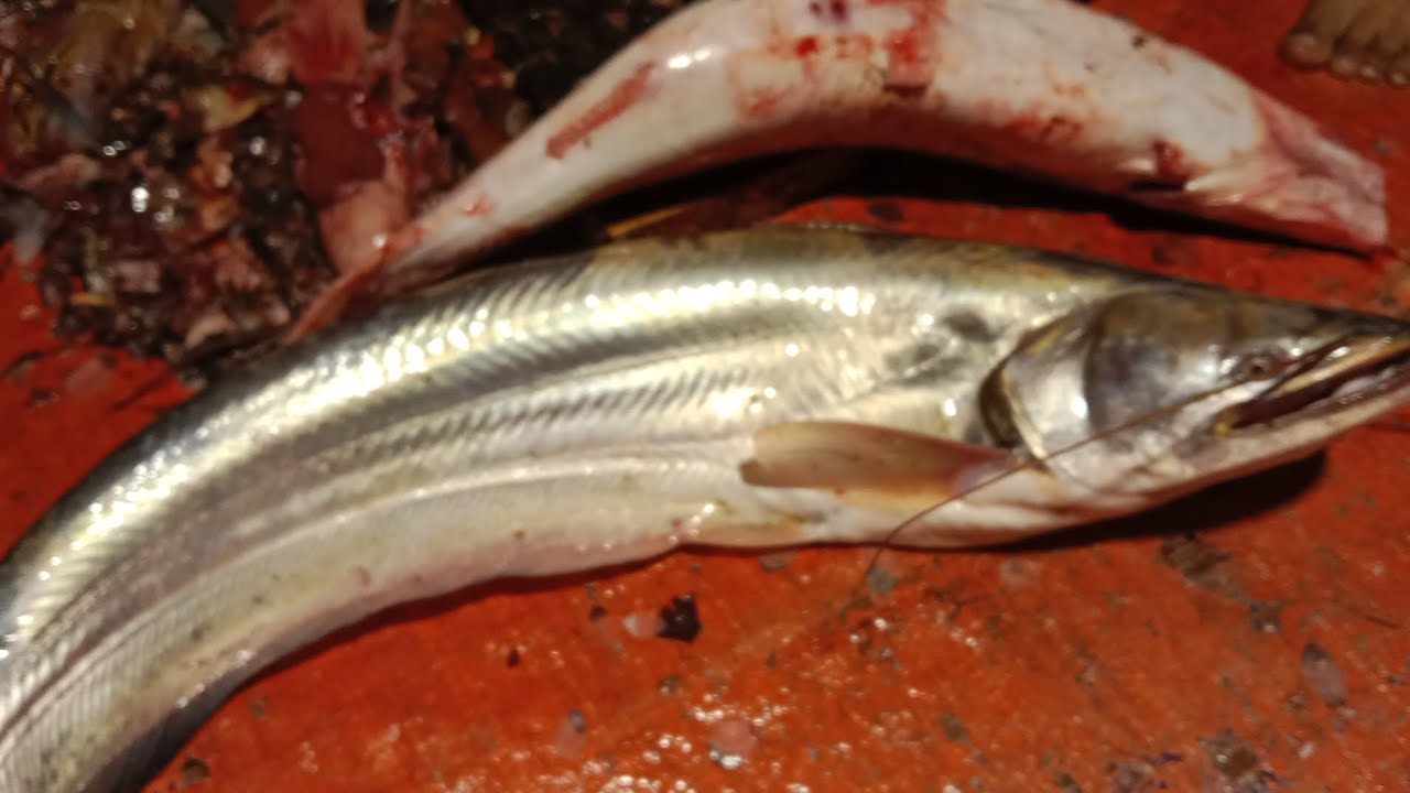 boyal fish catting market, arrefis catting vedio fishing skil,# ...