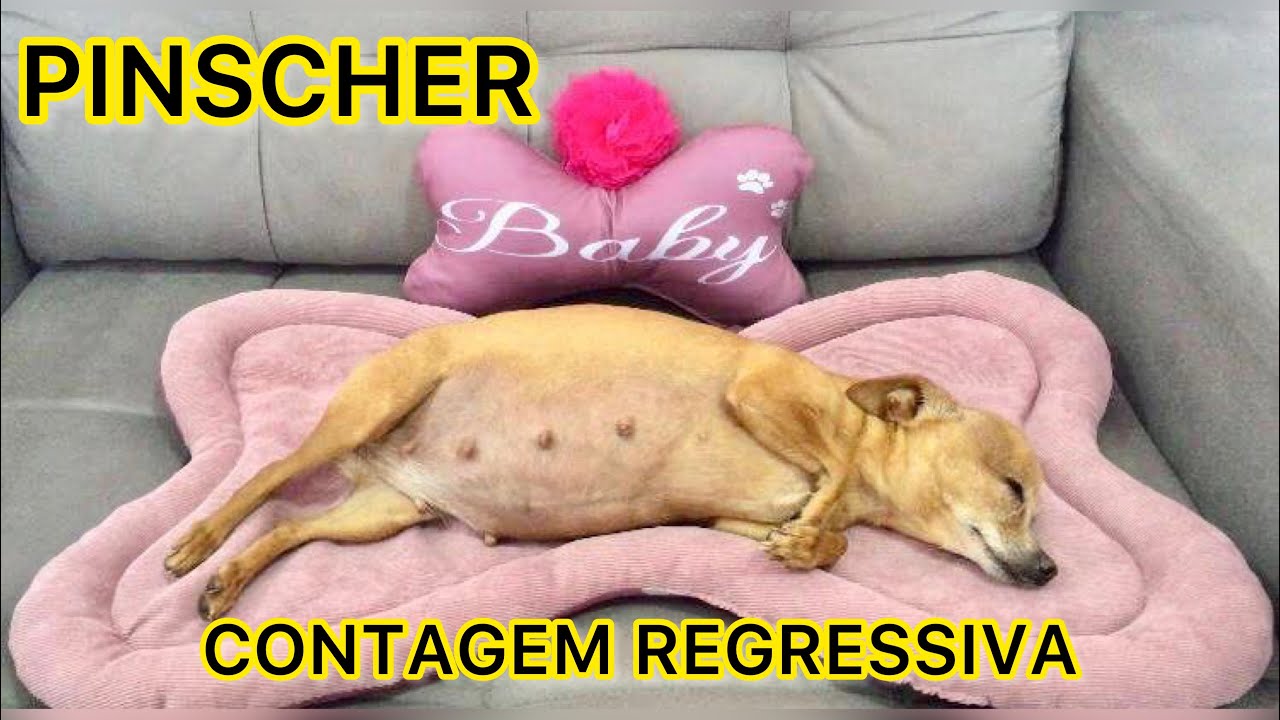 PREPARAÇÃO PARA O PARTO DE MINHA CACHORRA PINSCHER ZERO, DICAS SUPER ...