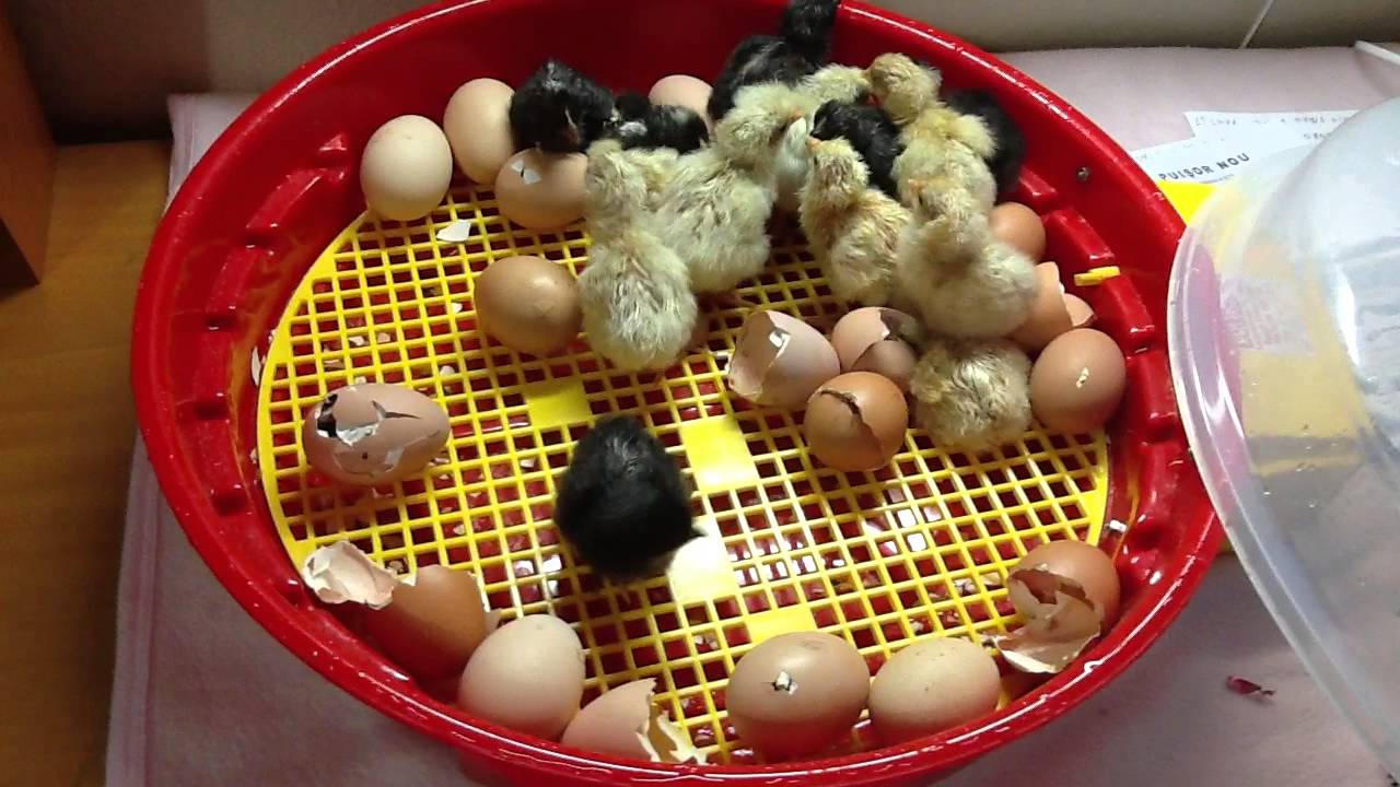 Chicks Hatching eggs γεννήθηκαν κοτοπουλάκια γέννηση - YouTube