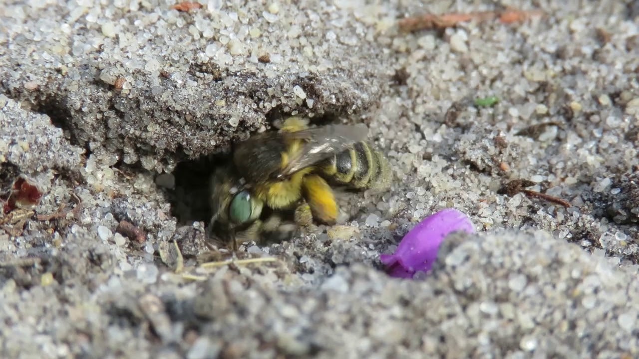 Green-eyed Flower Bees Anthophora bimaculata and sharp tail bee ...