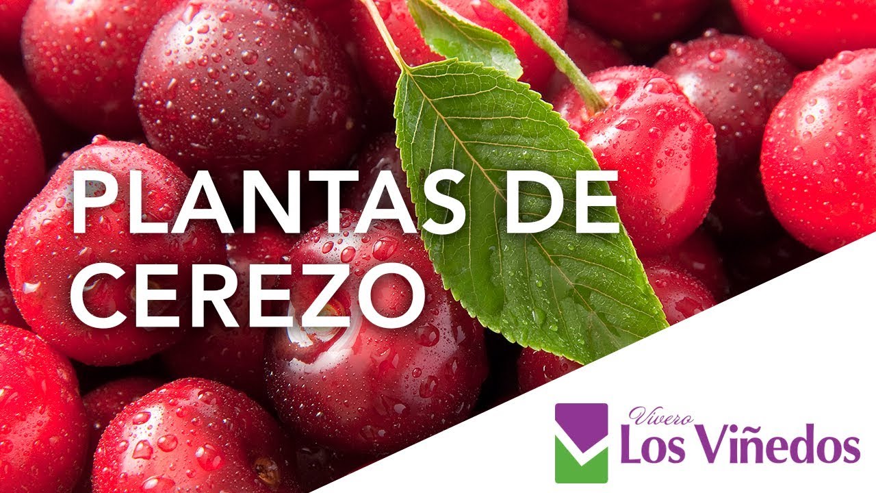 Hojas Del Arbol Frutal De Cerezo Prunus Avium Arbolapp