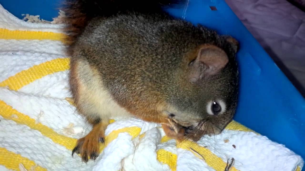 Phillip the Squirrel - YouTube