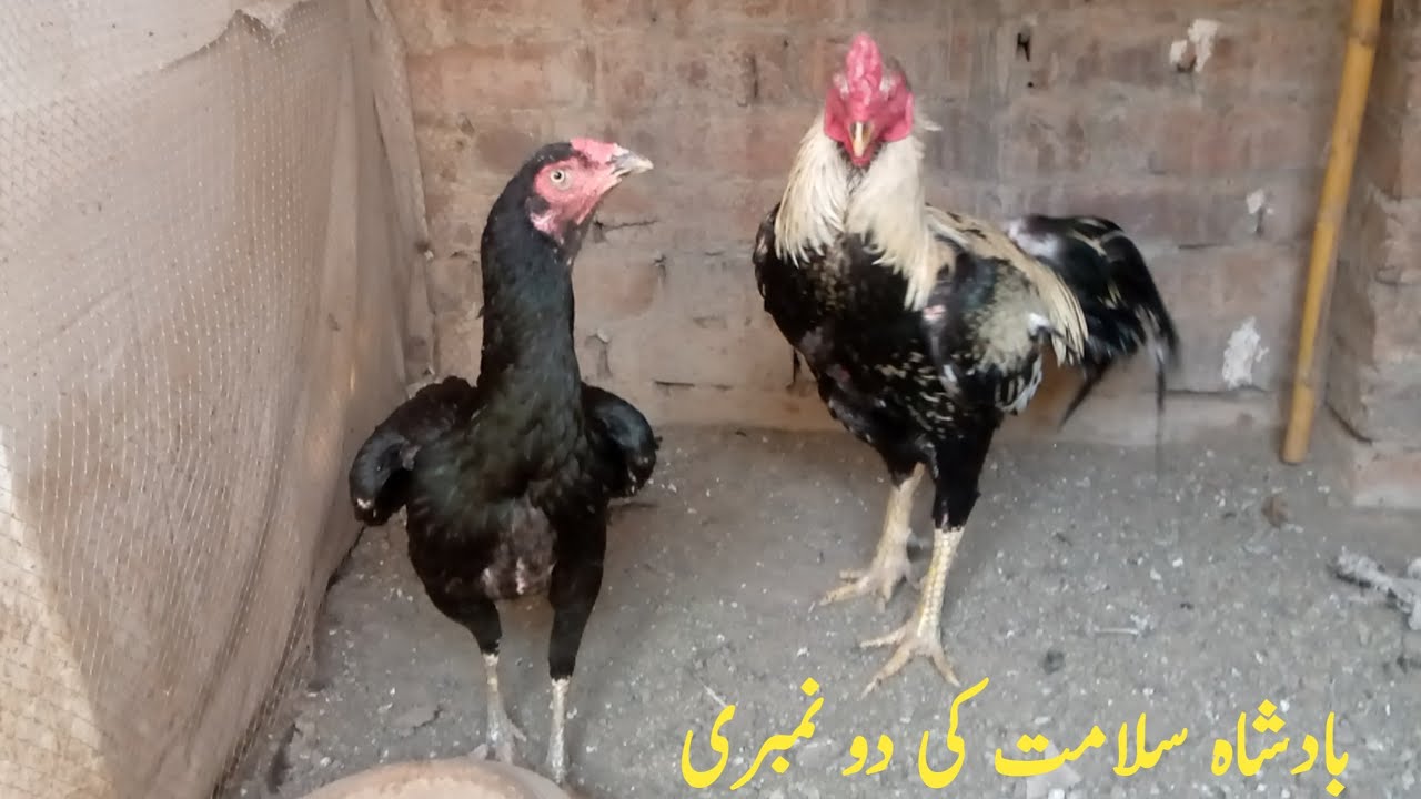 Badsha Salamat Ki Do Numbri - YouTube