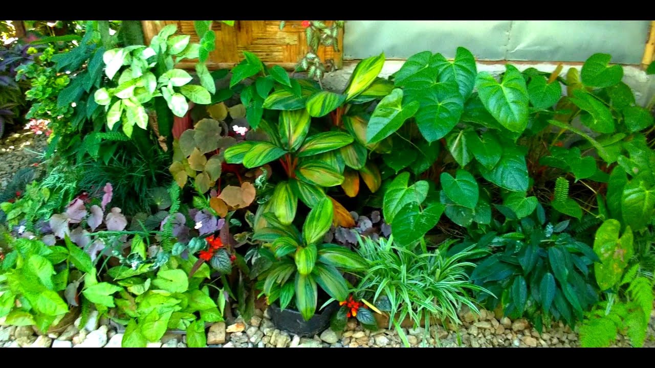 MIXING PLANTS IT LOOKS VERY NATURAL AND REFRESHING - YouTube