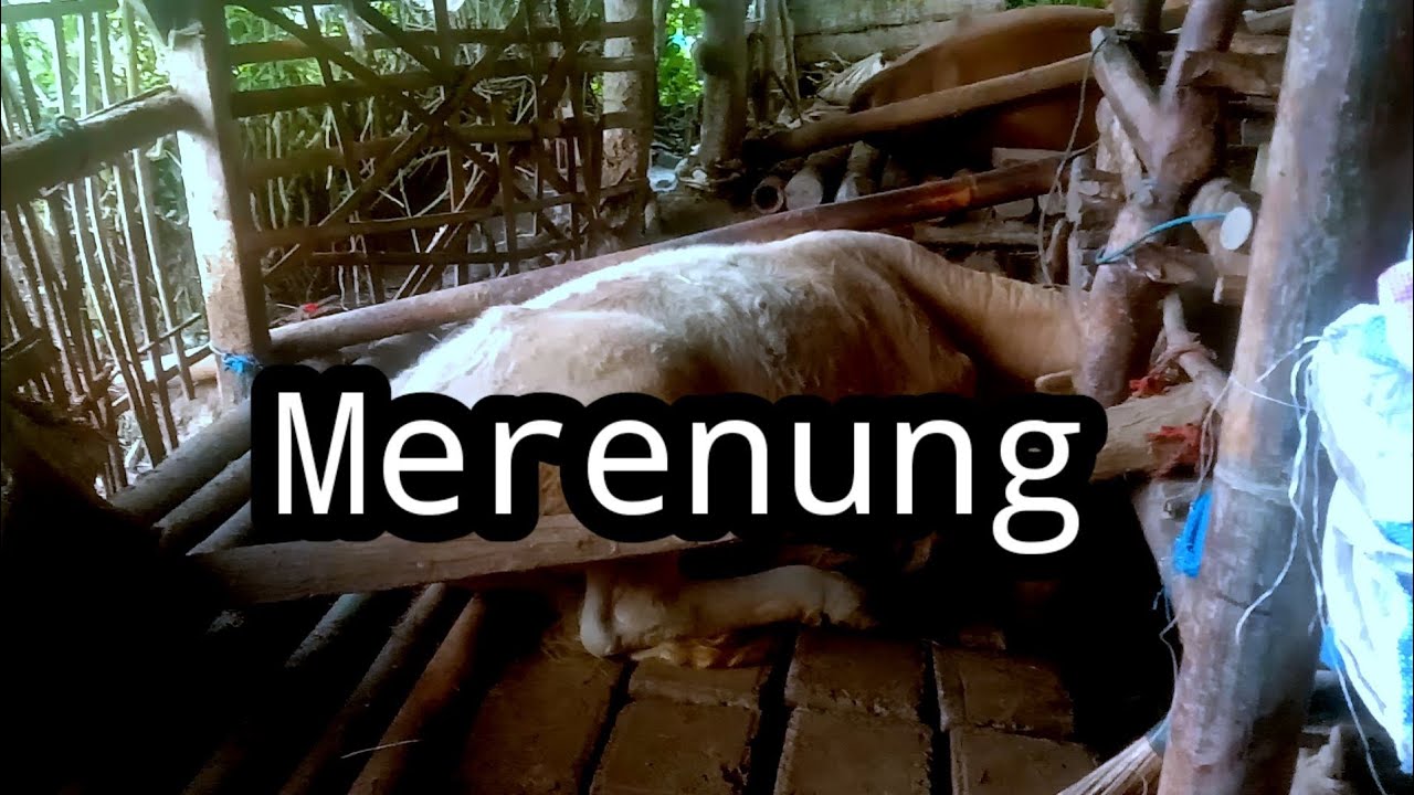 Nonik Lagi Pengen Di Manja Manja Youtube