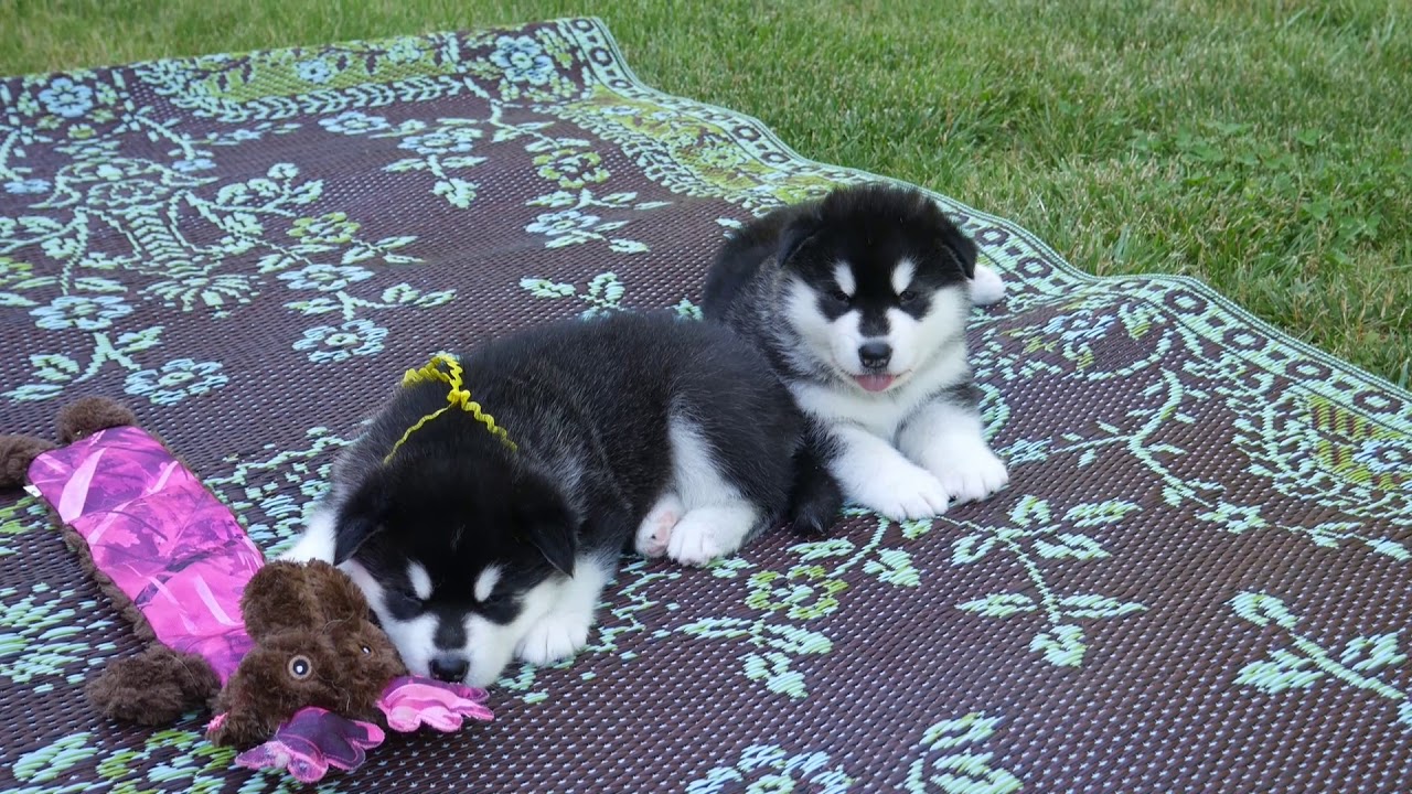 Alaskan Malamutes Puppies; Bema X Cole May 15, 2020 Puppies, 4 Wks old ...