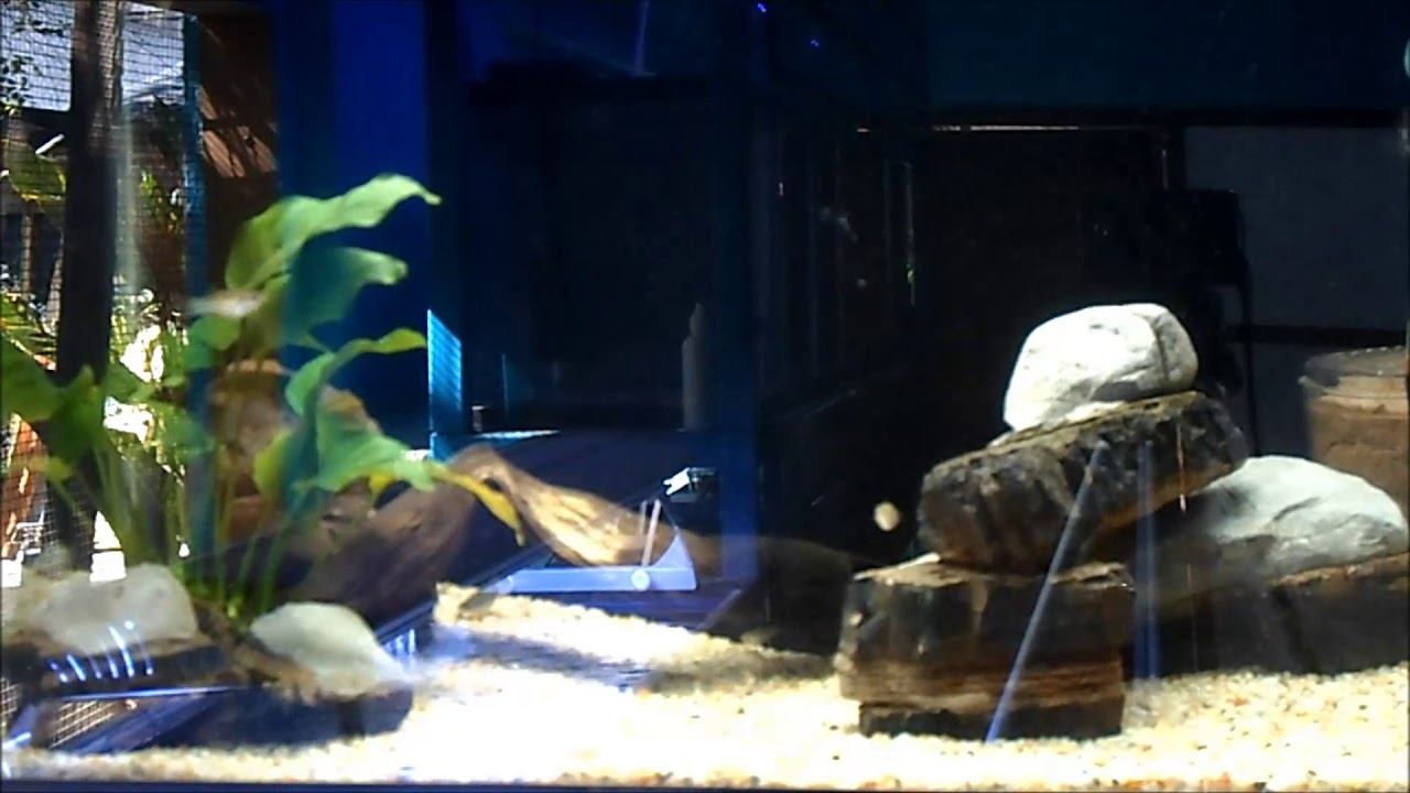 Topete Mexicano Poecilia butleri - YouTube