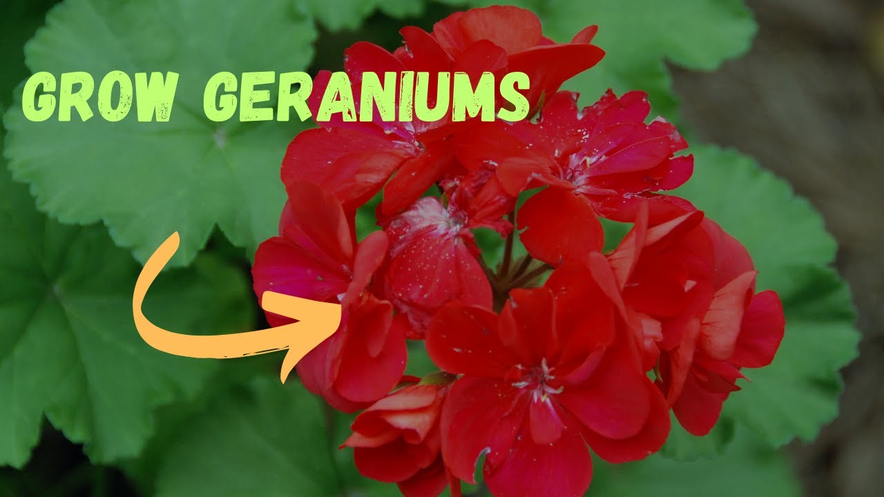 Grow ENDLESS Blooming Geraniums Indoors | Complete Care Guide - YouTube