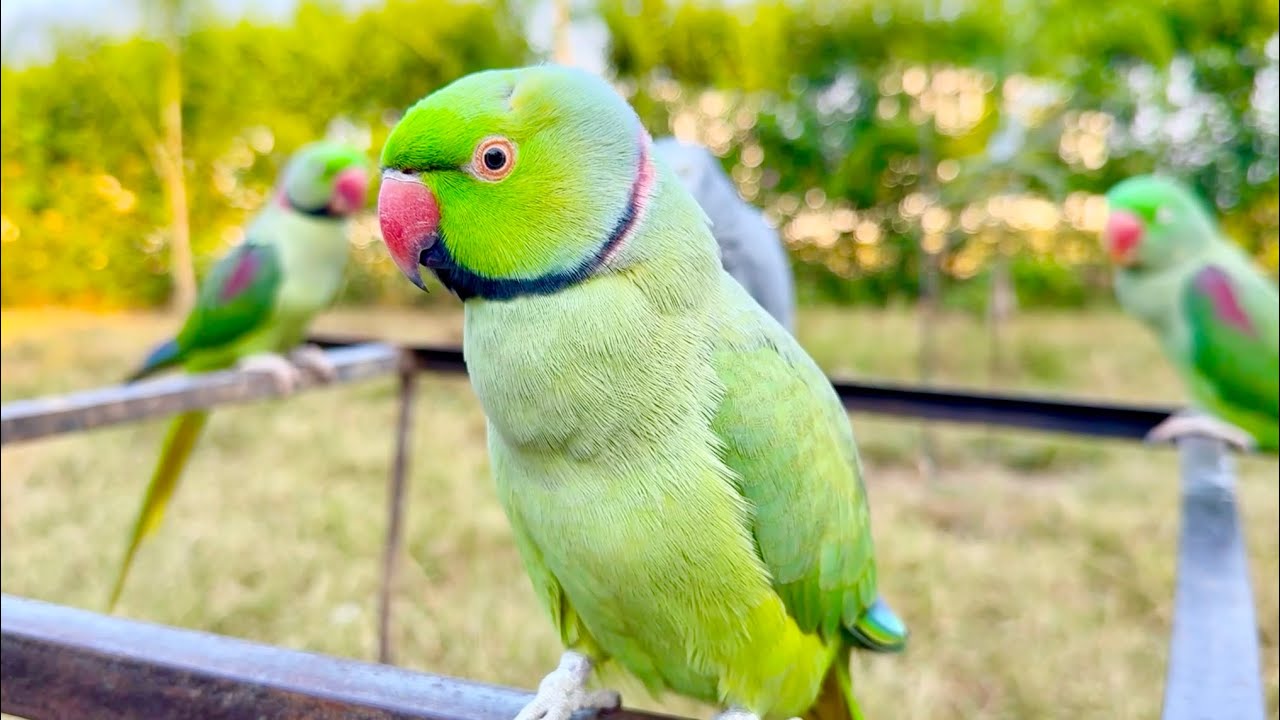 Ringneck Parrot Natural Chirping Sounds - YouTube