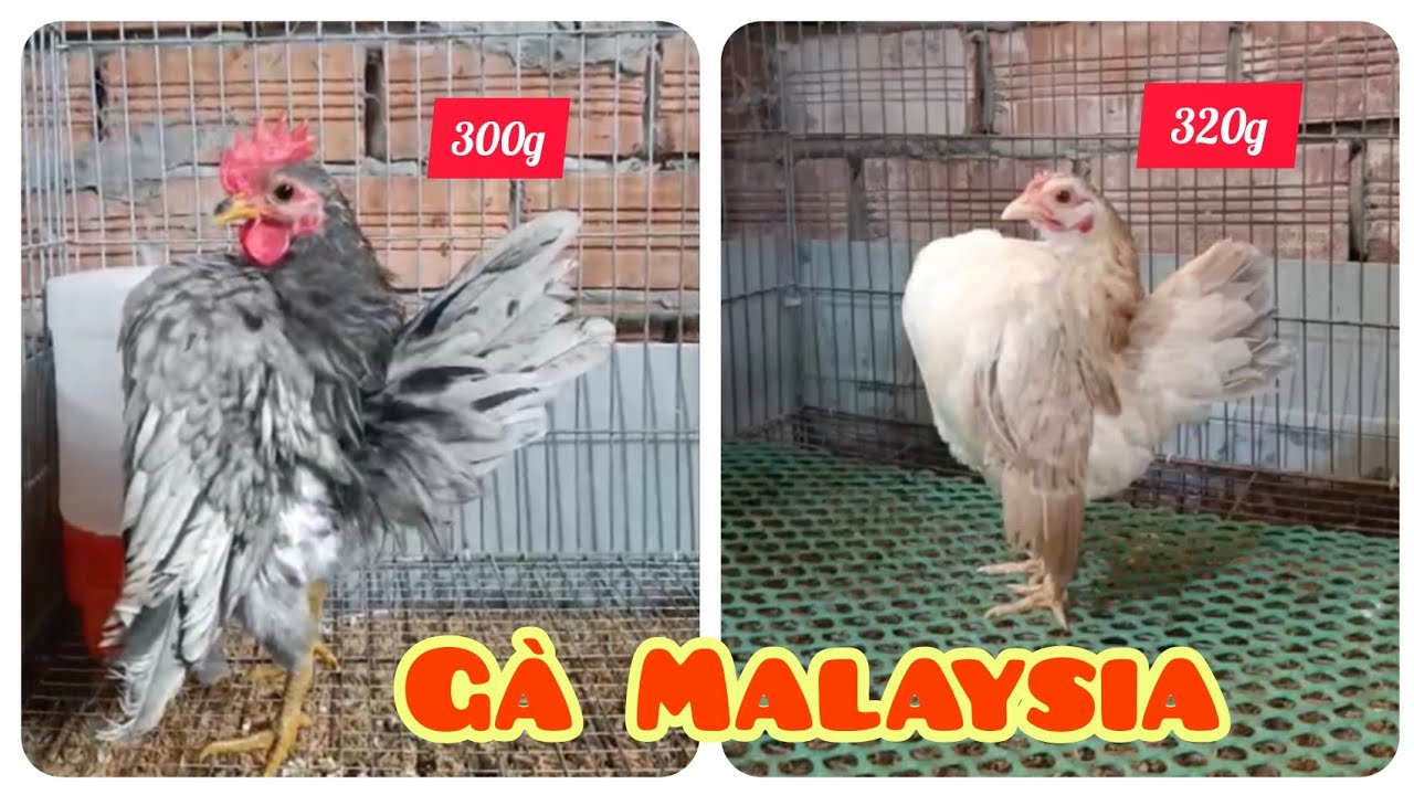 Gà Serama siêu đẹp đủ lứa tuổi, ngày 24/12/2025 | Trại gà Serama Cần ...