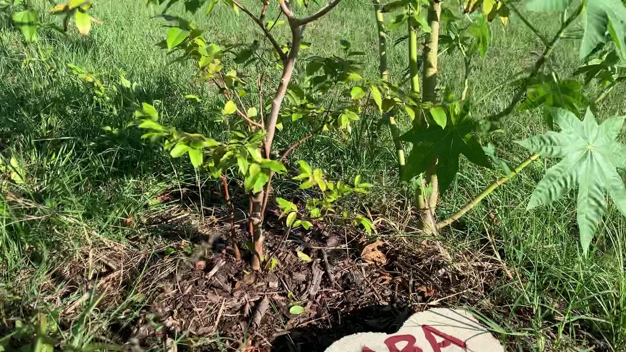 Pruning Red Jaboticaba - YouTube