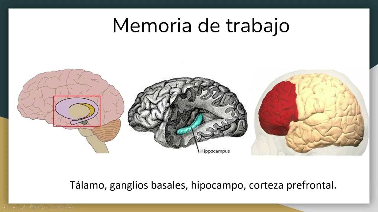 Diagrama Del Cerebro De La Memoria