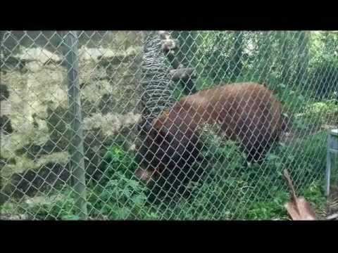 Swamp Girl Adventures In the Everglades Episode 3 - YouTube