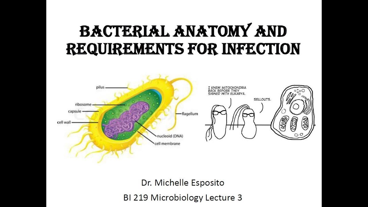lecture3 bi219 Bacterial Anatomy and Requirements for Infection - YouTube