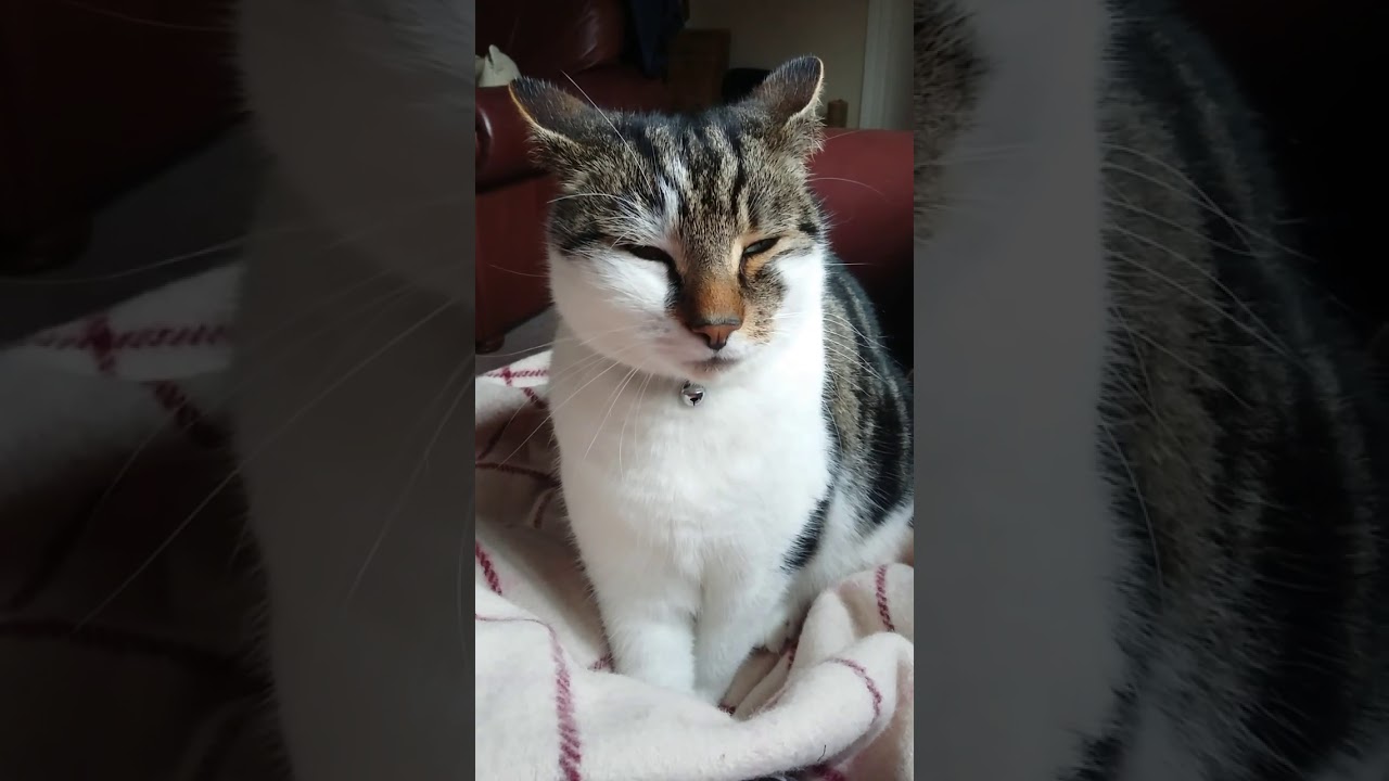 Tabby Cat Youtube