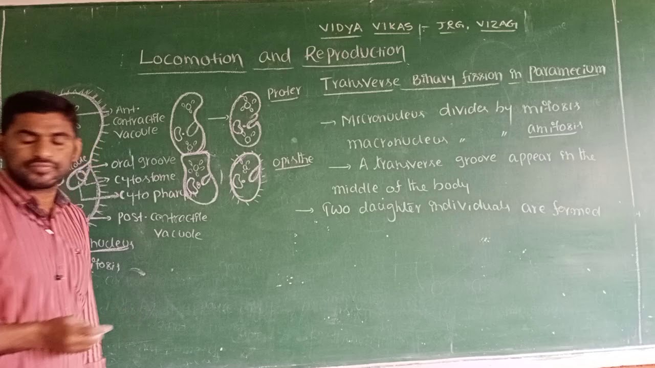 Transverse Binary fission in Paramecium - YouTube