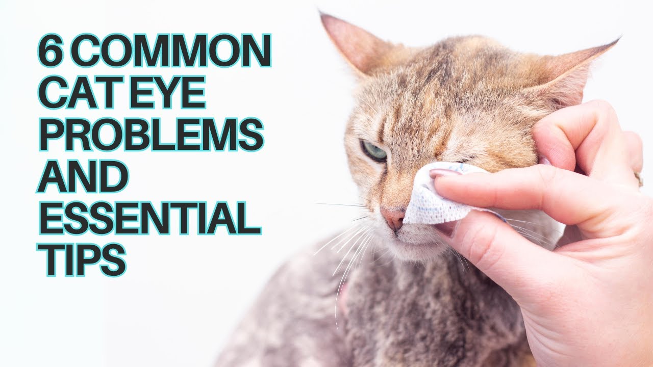 Cat Eye Care: 6 Common Cat Eye Problems & Essential Tips - YouTube
