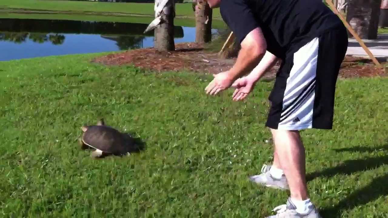 Bottlenose Turtle Rescue - YouTube