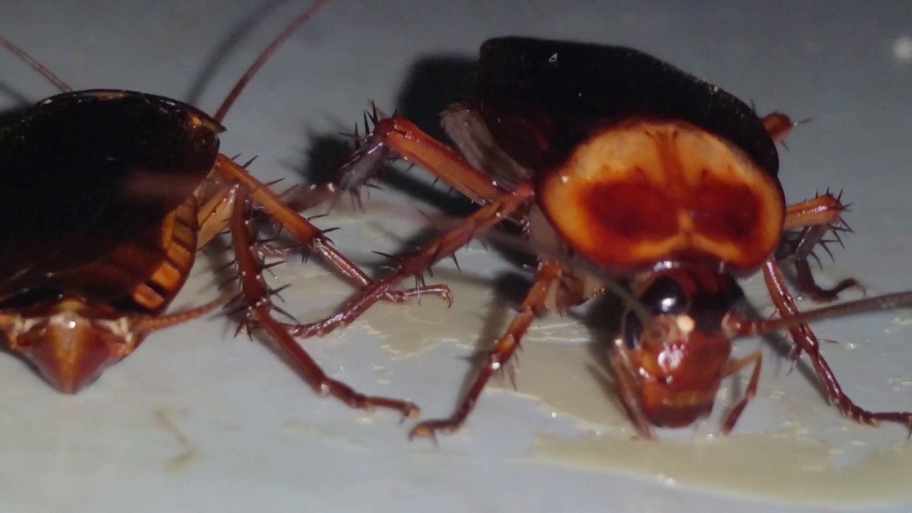COMO AS BARATAS SE ALIMENTA - YouTube
