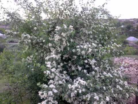 Aəiq Kerem İnceli-Şahseveni