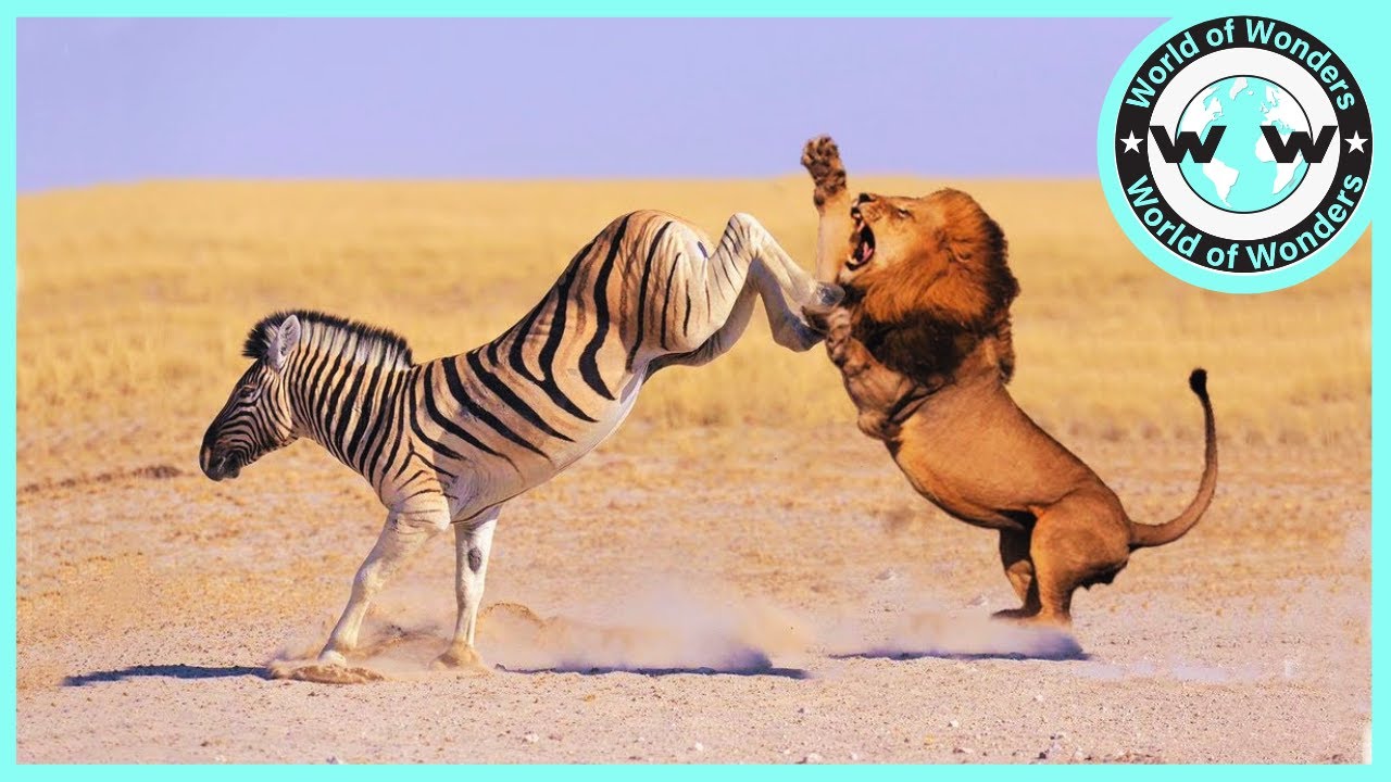30 Scary Moments When Zebra Fights Consecutively With Cheetah Lion To ...