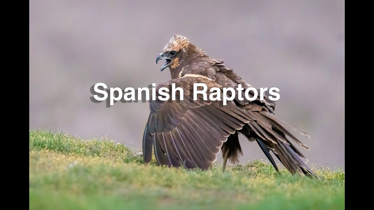 Spanish Raptors + Small Birds - YouTube