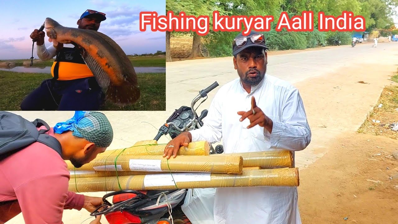 machli Pakadna kaa video | Indian Snakehead fish Tigers | Murral machli ...