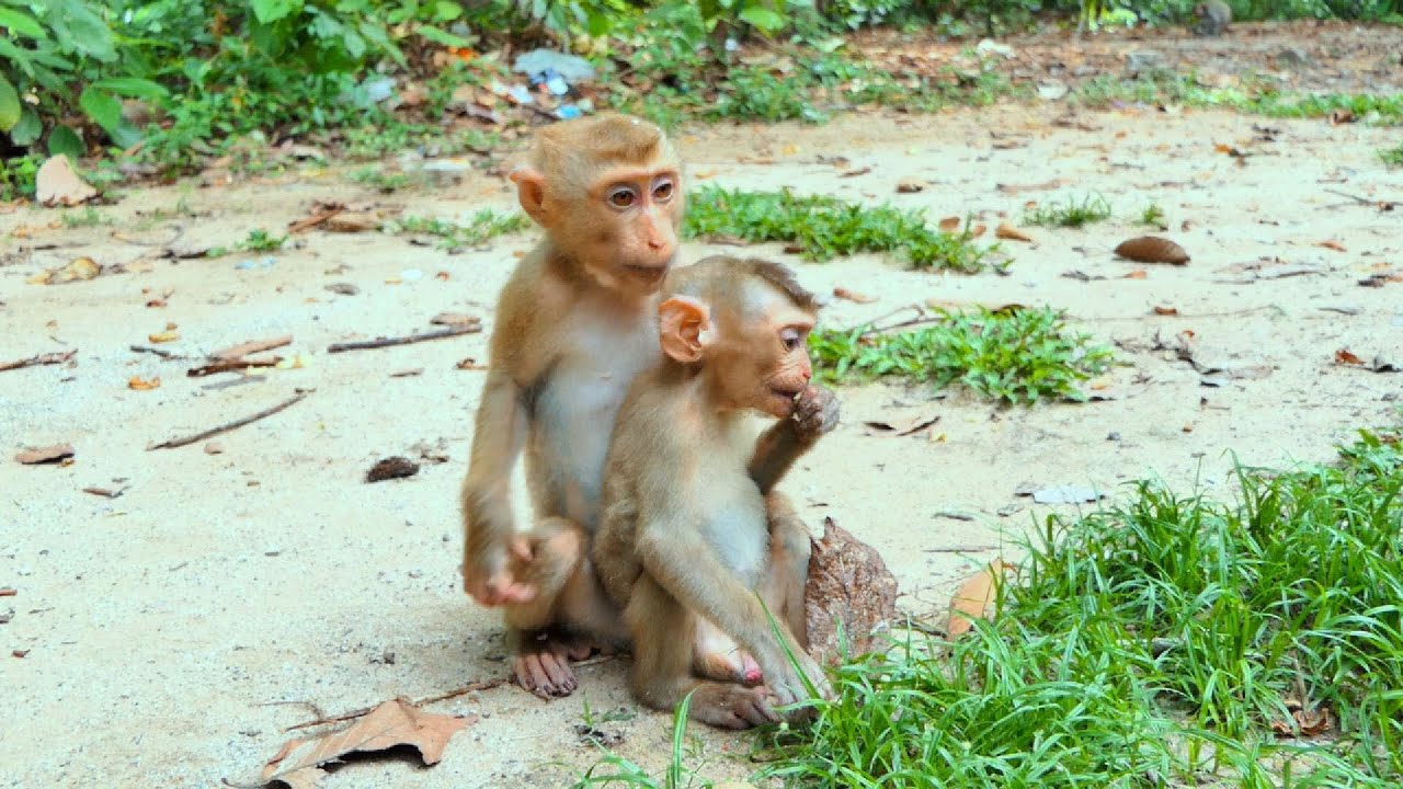 Monkey Roy is happy that he has made friends with a new monkey - YouTube