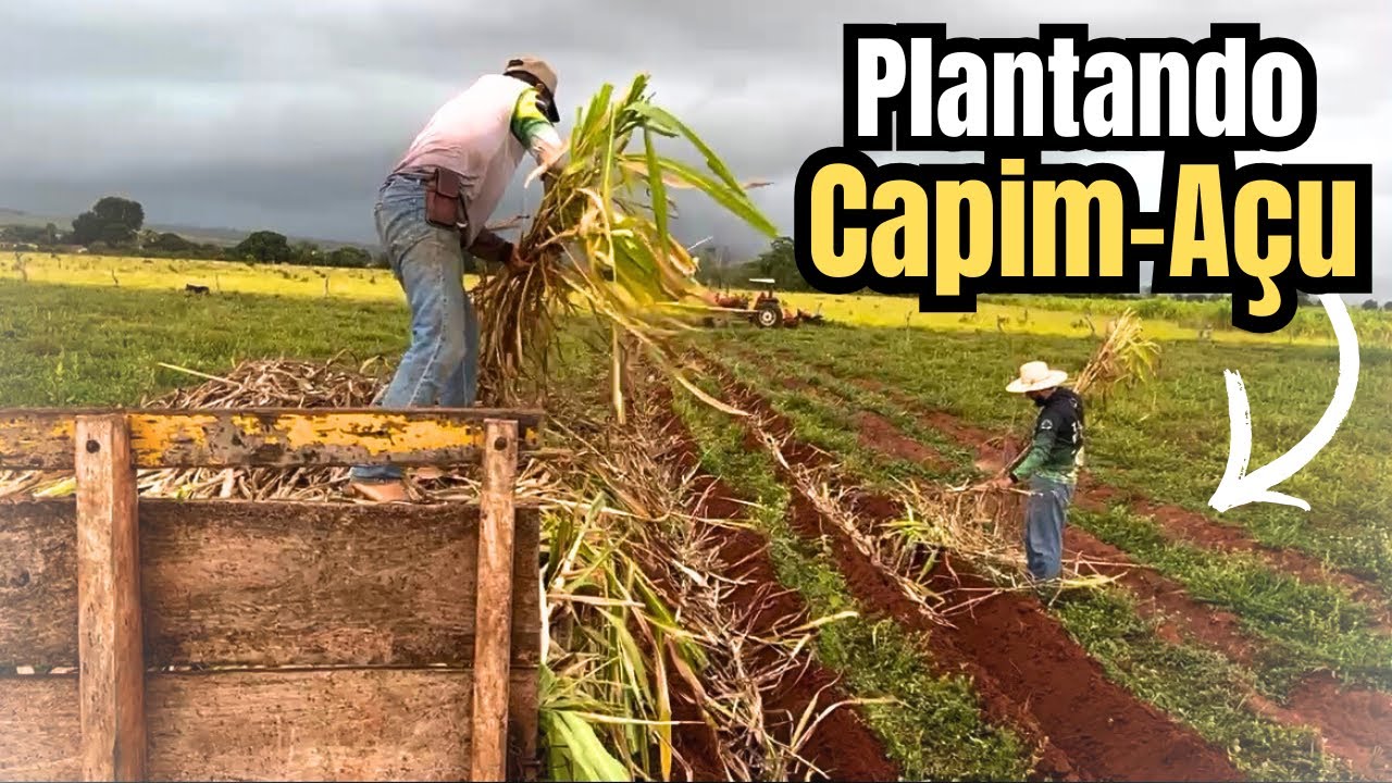 PLANTANDO CAPIM-AÇU PARA O GADO 🐄 E JÁ SE PREPARANDO PARA A SECA🙏🤠 ...