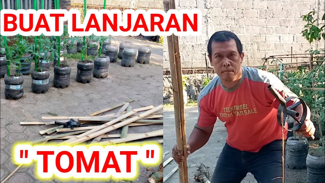 Cara Cepat Buat Lanjaran Tomat - YouTube