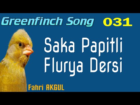 Flurya Kuşu Ötümü 473 - Zilli Canalye (Ergün Alp)