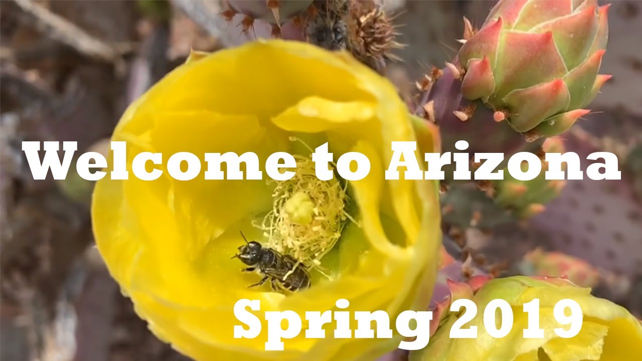 Bumblebee Arizona - Welcome Spring 2019 - YouTube