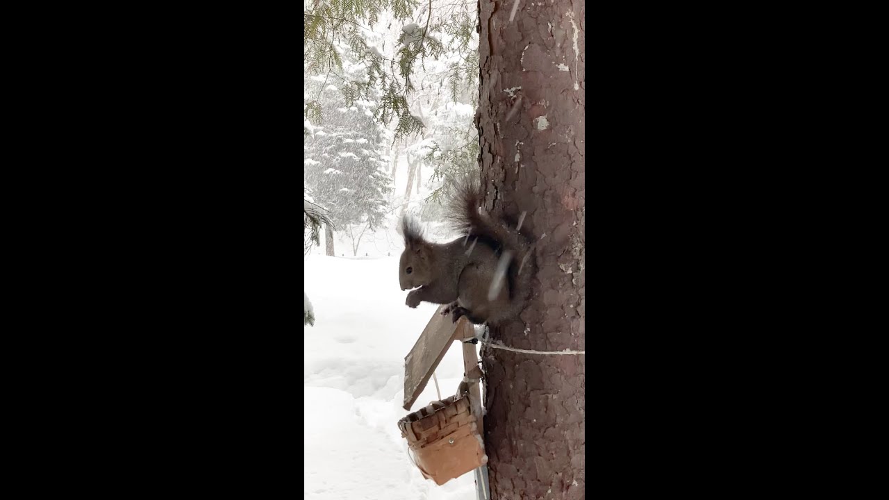 It's snowing hard, so we need to eat a lot of it while we can. - YouTube