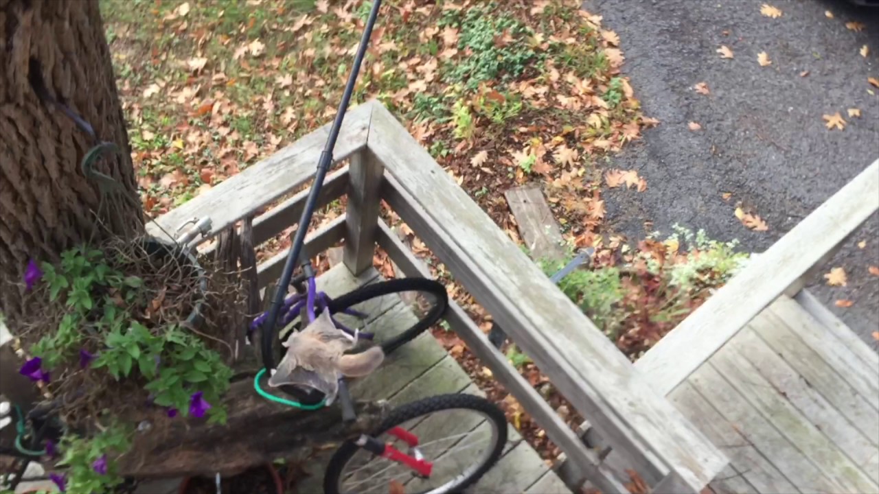 Squirrel in Wall, The Extraction. - YouTube