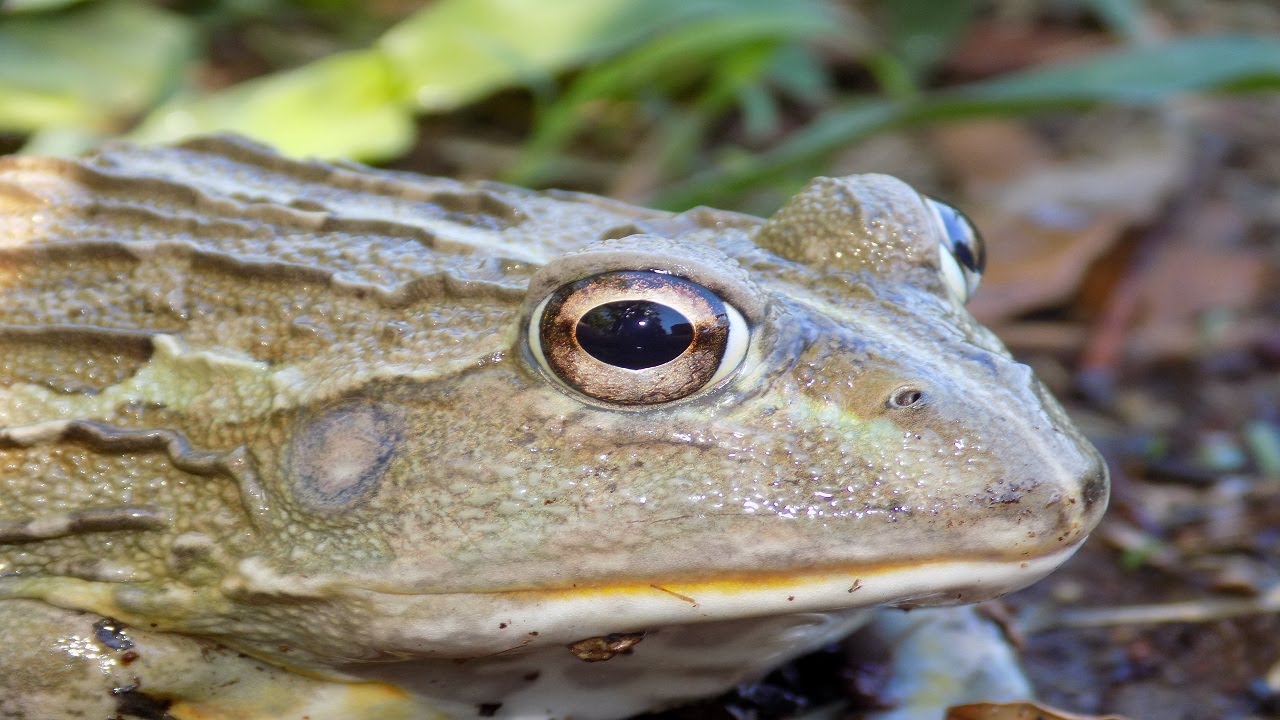Amphibians of South Africa - YouTube